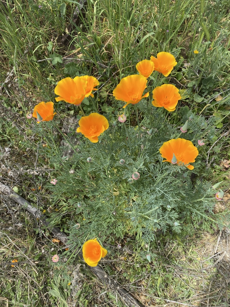 California poppy from Topanga State Park, Los Angeles, CA, US on April ...