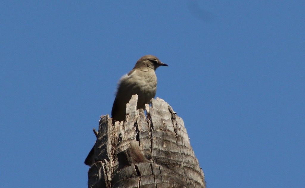 Northern Mockingbird from Navajo Canyon Trail, San Diego, CA 92120, USA ...