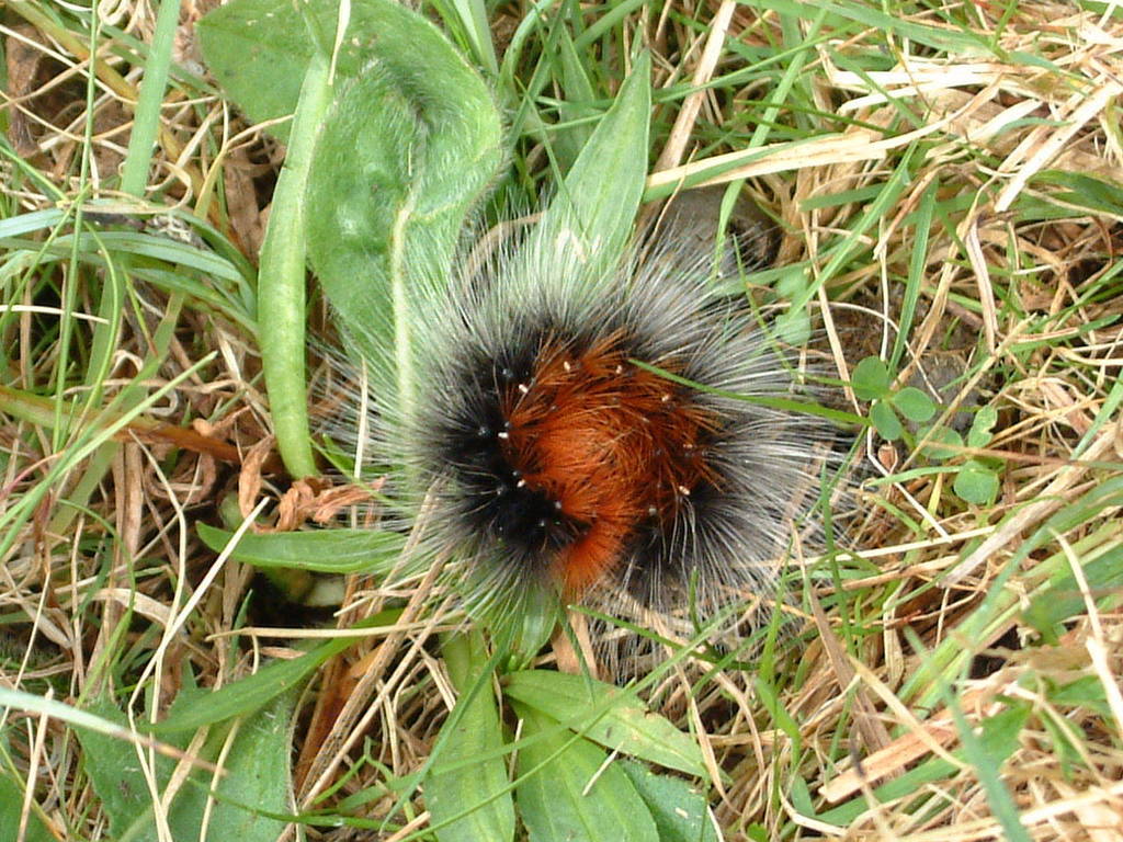 Garden Tiger from Argyll and Bute Council, UK on May 03, 2003 at 12:54 ...