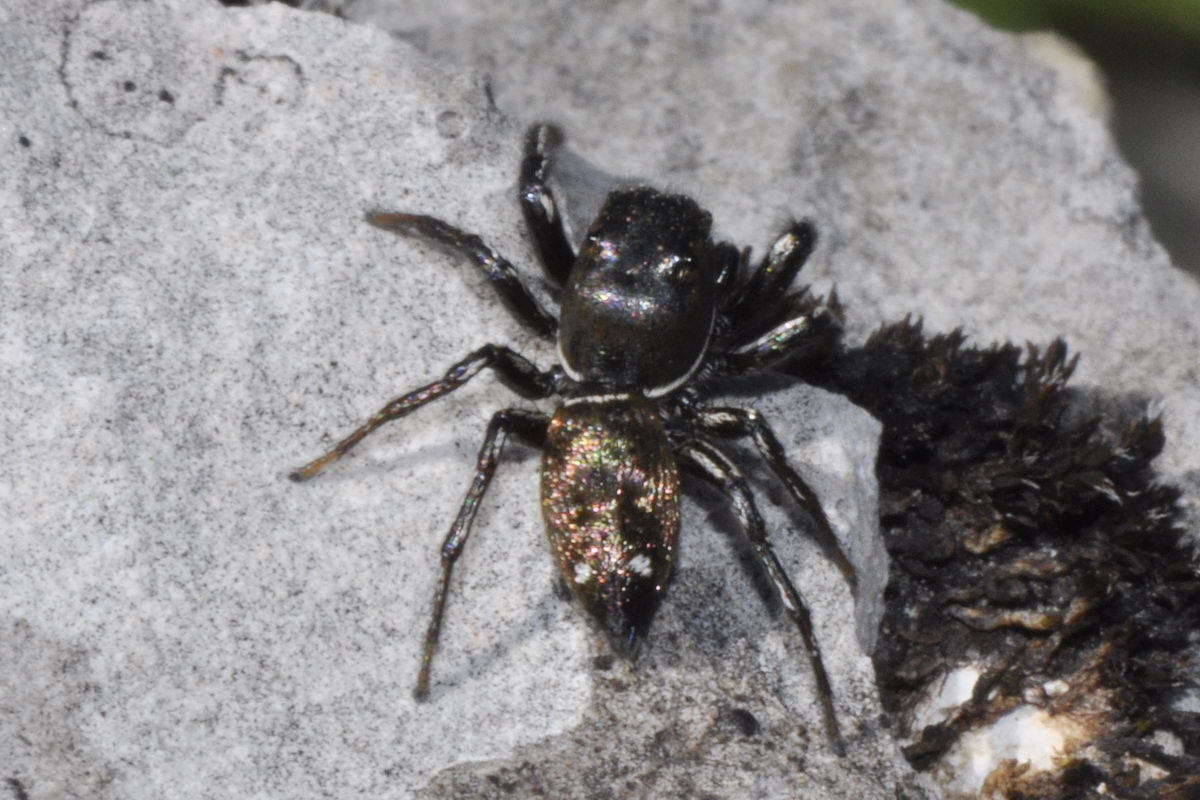 Heliophanus aeneus (Hahn, 1832)