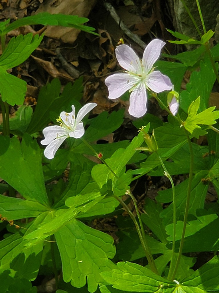 geraniums and cranesbills from Mell St, Auburn, AL, USA on April 07 ...