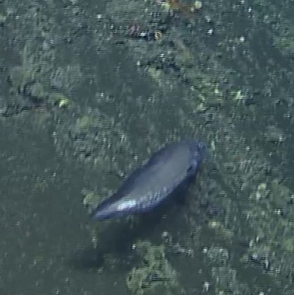 Twoline Eelpout (NorthEast Pacific Deep Exploration Project (a MLNEP ...