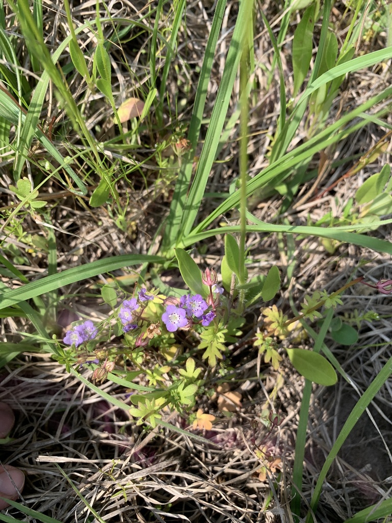 Texas baby blue eyes from Big Creek Park, Somerville, TX, US on April ...