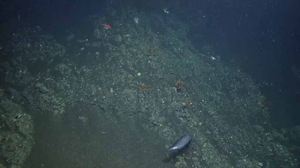 Twoline Eelpout (NorthEast Pacific Deep Exploration Project (a MLNEP ...