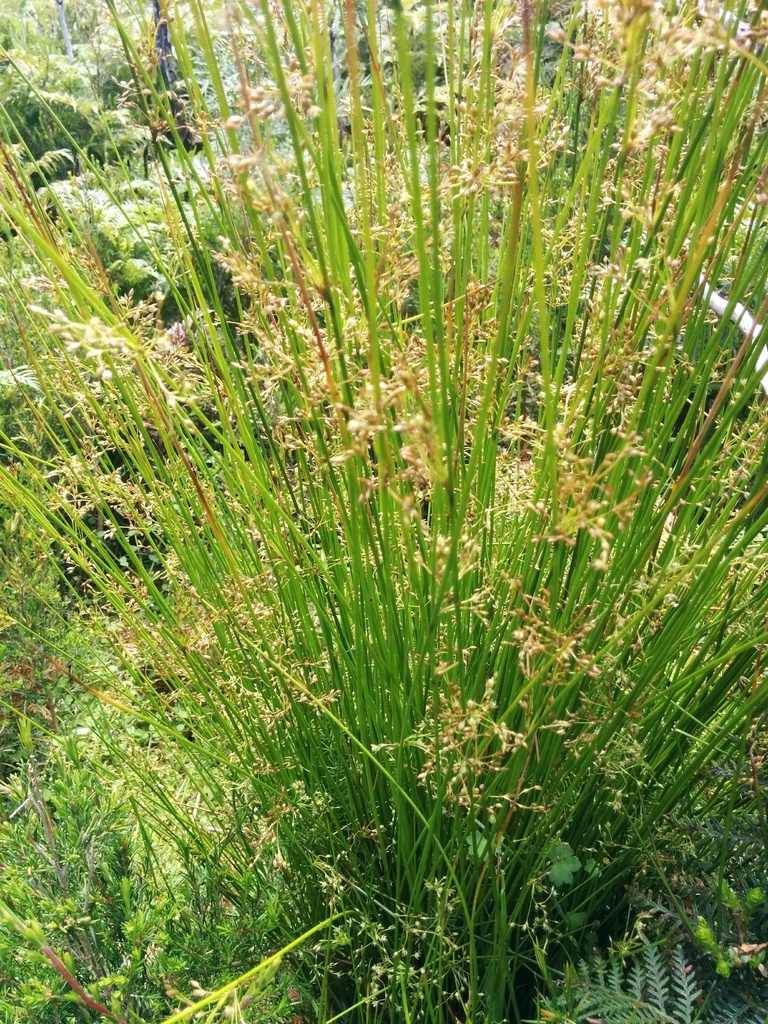 Loose-flowered Rush from Nelson Bay TAS 7330, Australia on November 24 ...