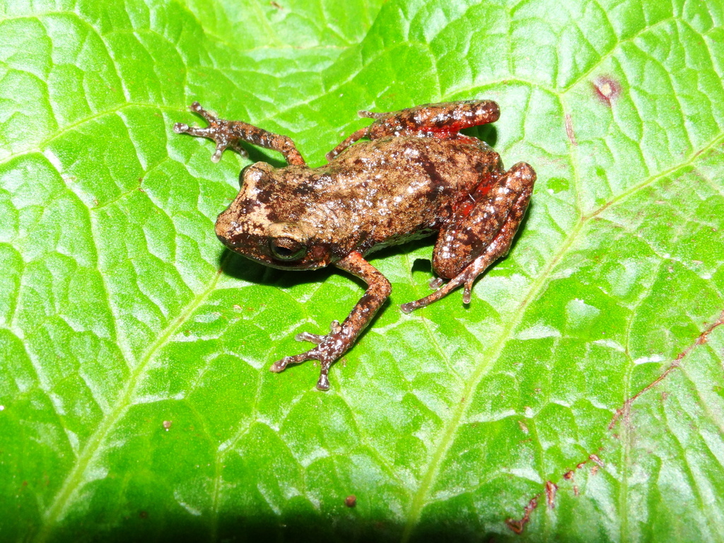 Jalisco Trilling Frog in June 2015 by Chris Grünwald Herp.mx. Original ...