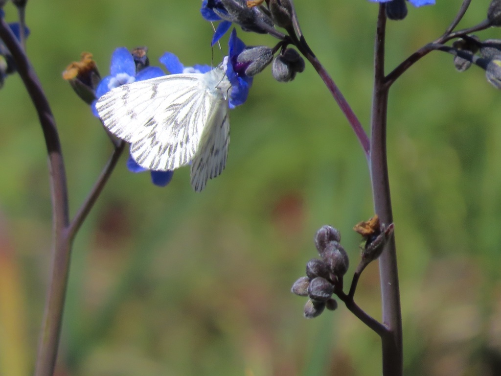 Spring White (Colorado National Monument Butterfly Guide 🦋) · iNaturalist