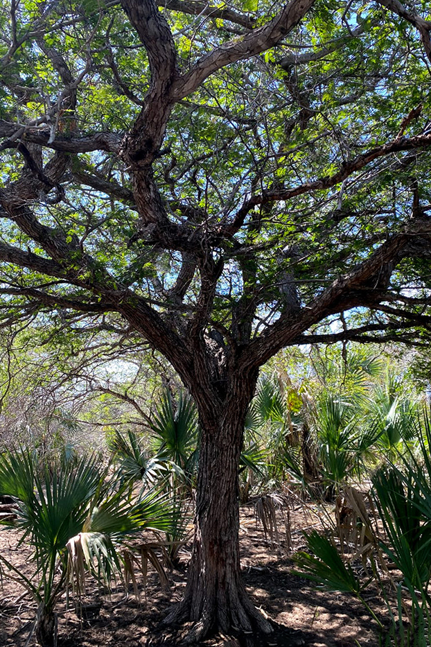 Libidibia coriaria from Bani, República Dominicana on April 10, 2021 at ...