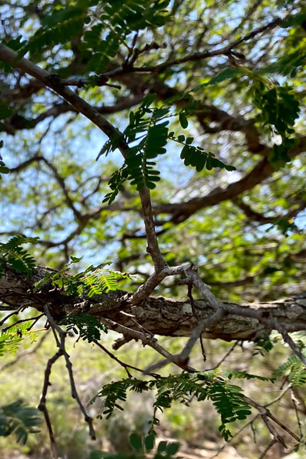 Libidibia coriaria (Jacq.) Schltdl.