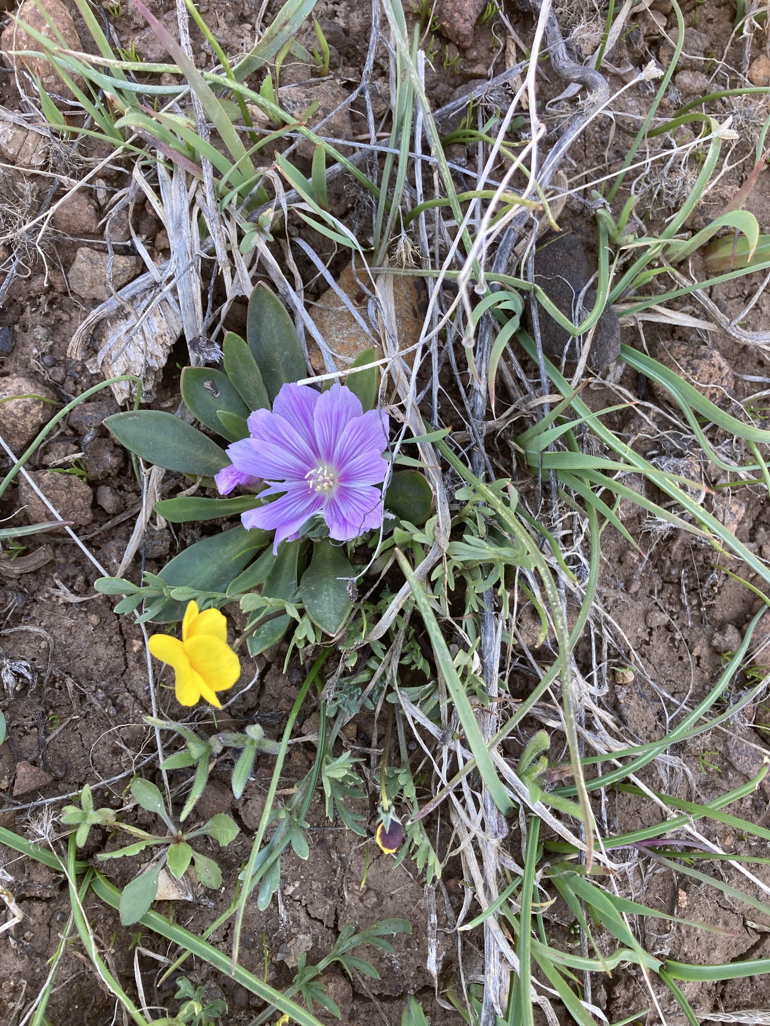 Lewisia brachycalyx Engelm. ex A.Gray