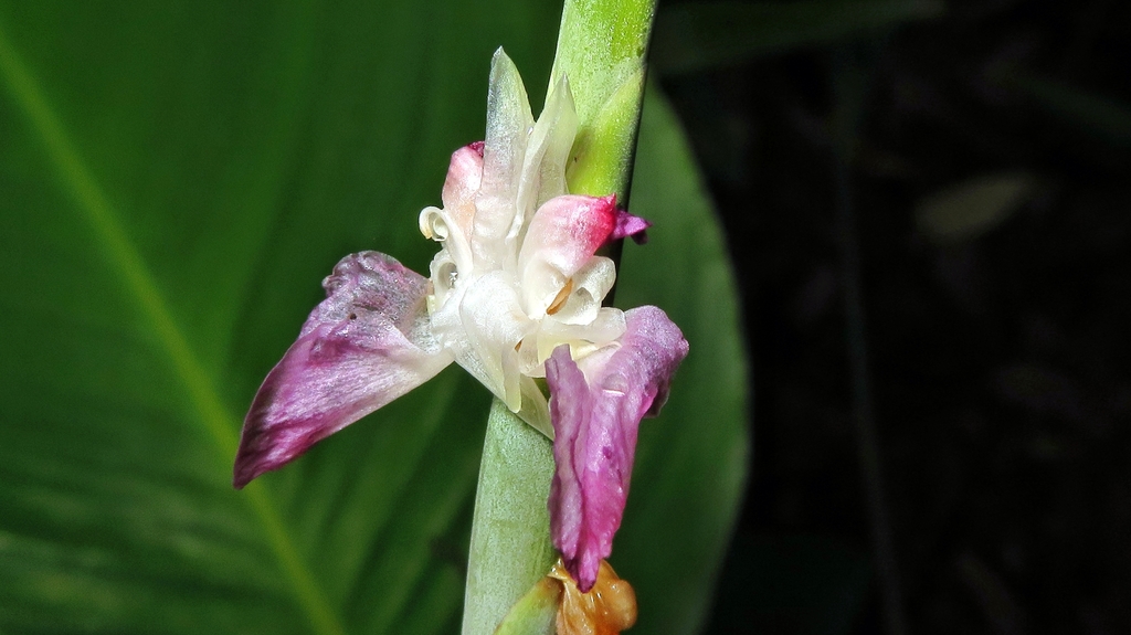 (Ischnosiphon ovatus) - Botanical Realm