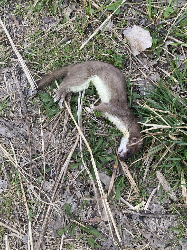 Long-tailed Weasel from Emerald Forest Cir, East Lansing, MI, US on ...