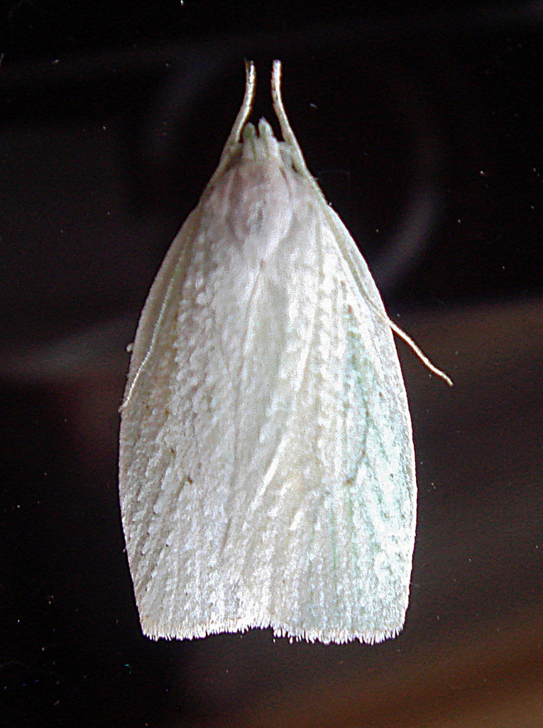 Tarata Flat Moth (Micro-Moths of New Zealand's Kauri Kingdom) · iNaturalist