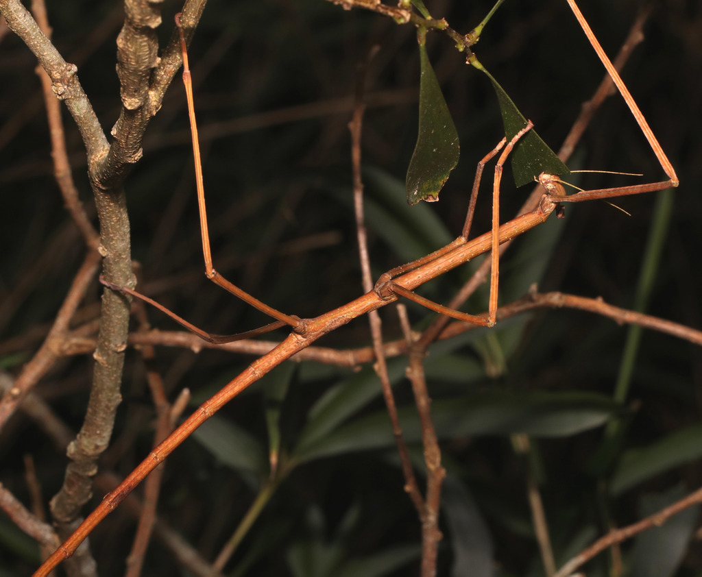 Margin-winged Stick Insect in November 2020 by juliegraham173 · iNaturalist