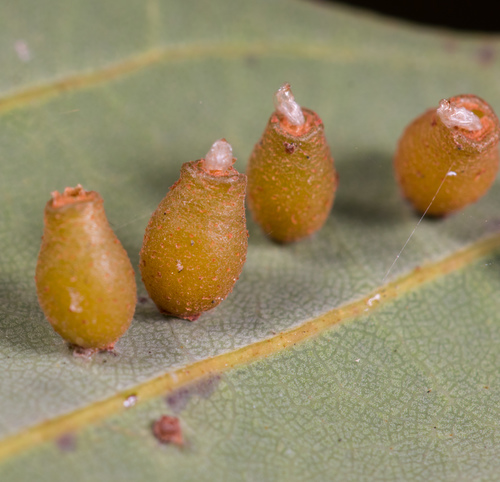Dimocarpomyia folicola · iNaturalist Guatemala
