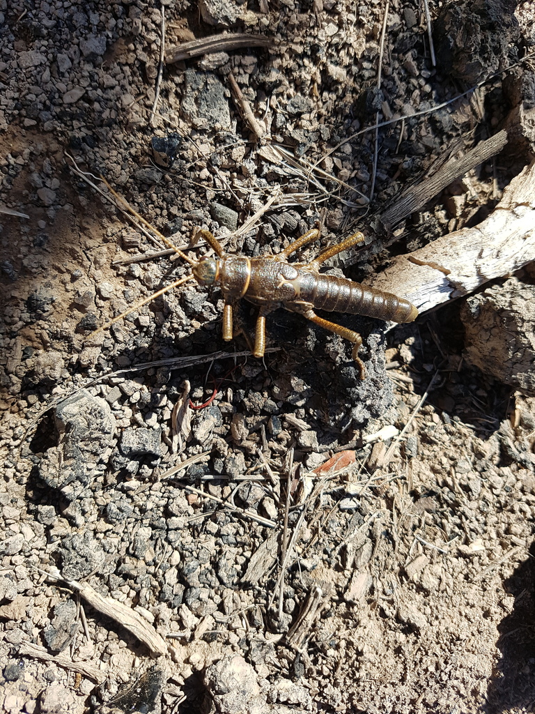 Agathemera millepunctata from Rivadavia, Mendoza, Argentina on April 12 ...
