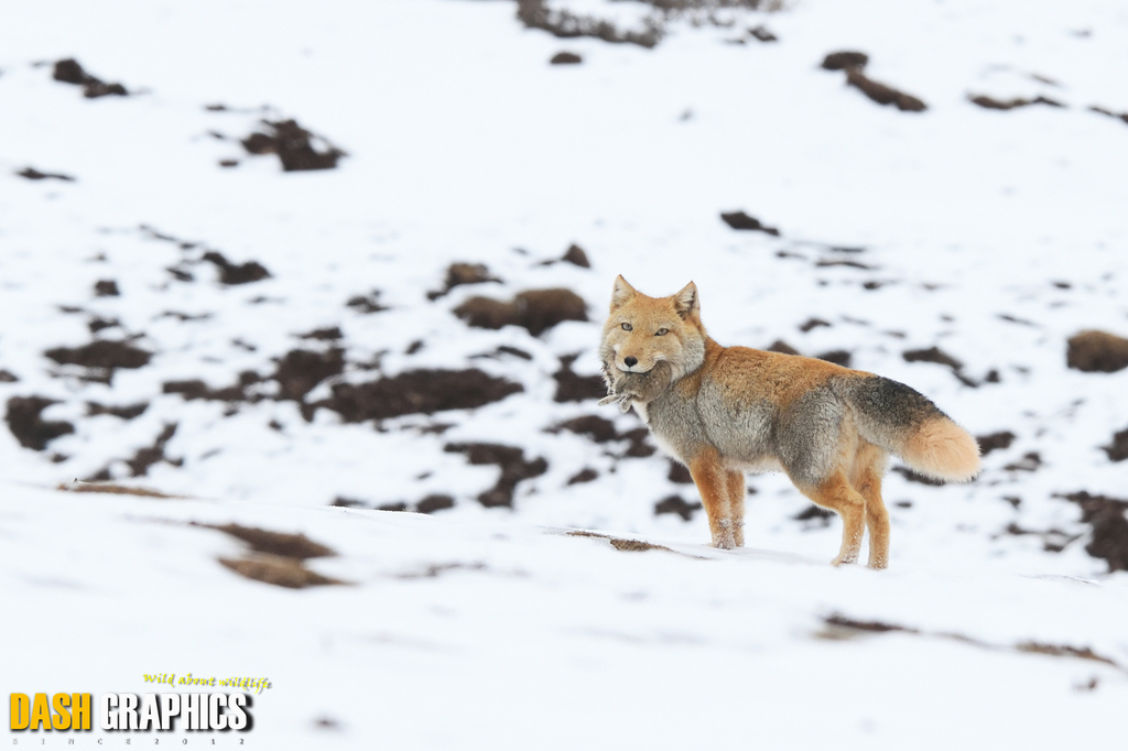 Tibetan Fox (Vulpes ferrilata) - Know Your Mammals