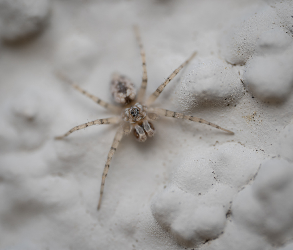 Wall Spiders in April 2021 by Aaron Echols · iNaturalist