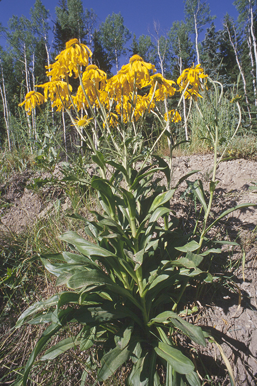 Owl's-Claws (Plants of Lone Mesa State Park) · iNaturalist