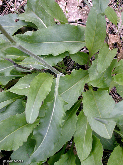Tall western groundsel (Plants of Lone Mesa State Park) · iNaturalist