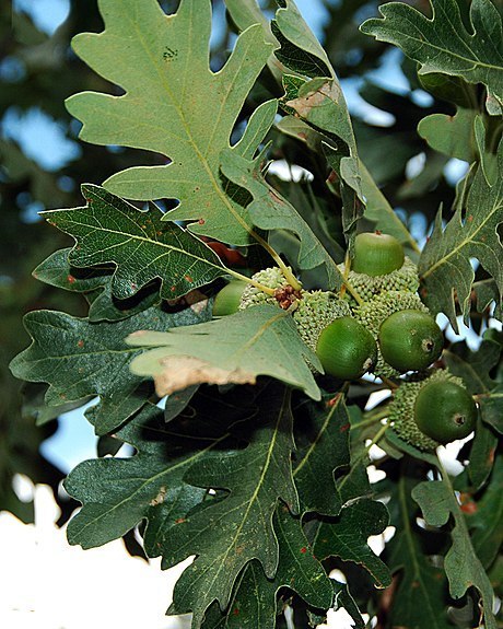 Gambel Oak (Plants of Lone Mesa State Park) · iNaturalist