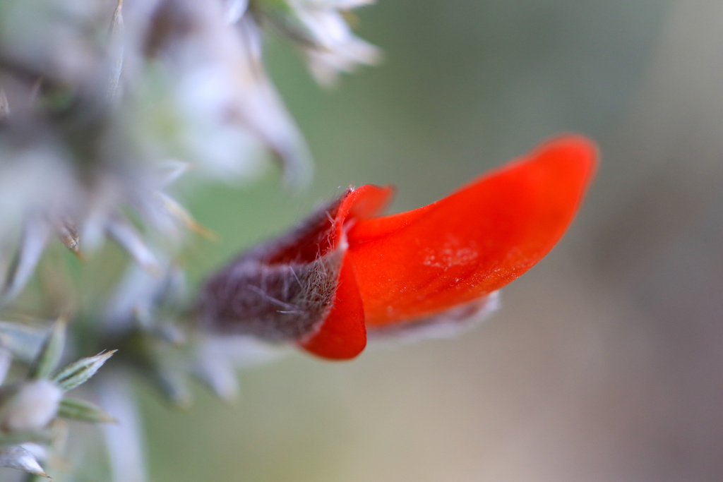 mataguanaco (Anarthrophyllum desideratum) - Botanical Realm