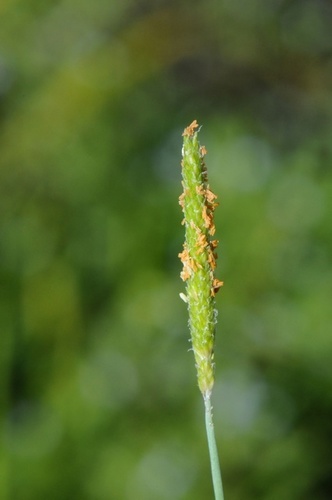 short-awn foxtail (Plants of Lone Mesa State Park) · iNaturalist