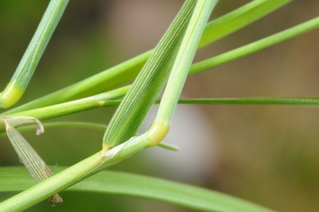 short-awn foxtail (Plants of Lone Mesa State Park) · iNaturalist