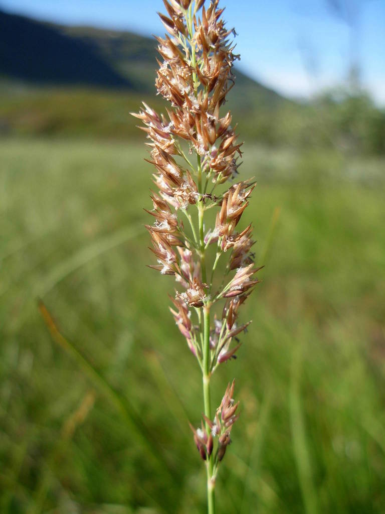 Slim-stem Small-reedgrass (Plants of Lone Mesa State Park) · iNaturalist