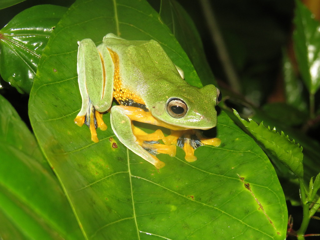 Reinwardt's Flying Frog in April 2021 by Alfonsus Toribio Eko Saputro ...