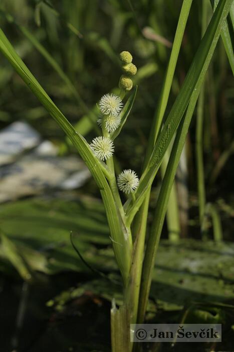 Unbranched Bur-reed (Plants of Lone Mesa State Park) · iNaturalist