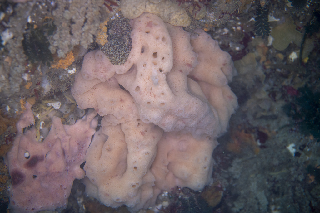 Sponges from Tasmania, Australia on April 3, 2021 at 01:13 PM by Wayne ...