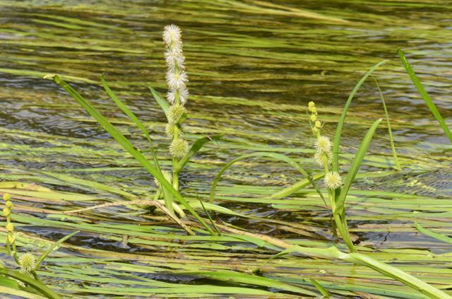 Unbranched Bur-reed (Plants of Lone Mesa State Park) · iNaturalist