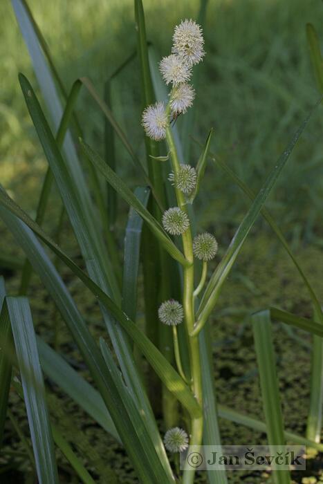 Unbranched Bur-reed (Plants of Lone Mesa State Park) · iNaturalist