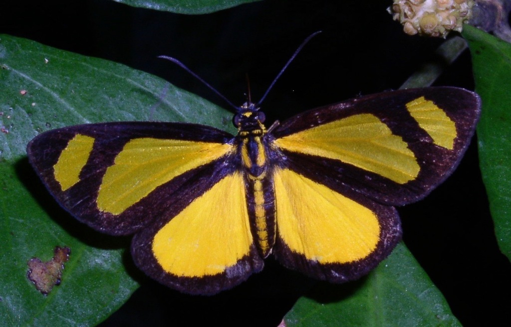 Cabirus procas (Butterflies Brazil) · iNaturalist