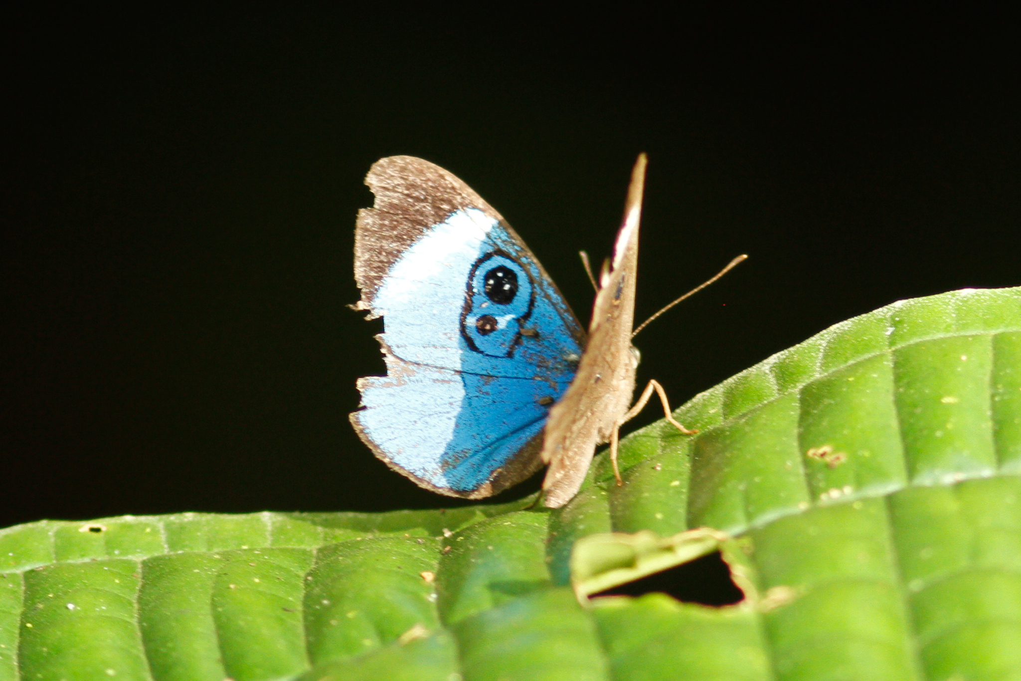 Mesosemia loruhama Hewitson, 1869