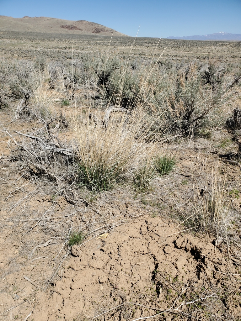 Bluebunch Wheatgrass from Orovada, NV 89425, USA on April 11, 2021 at ...