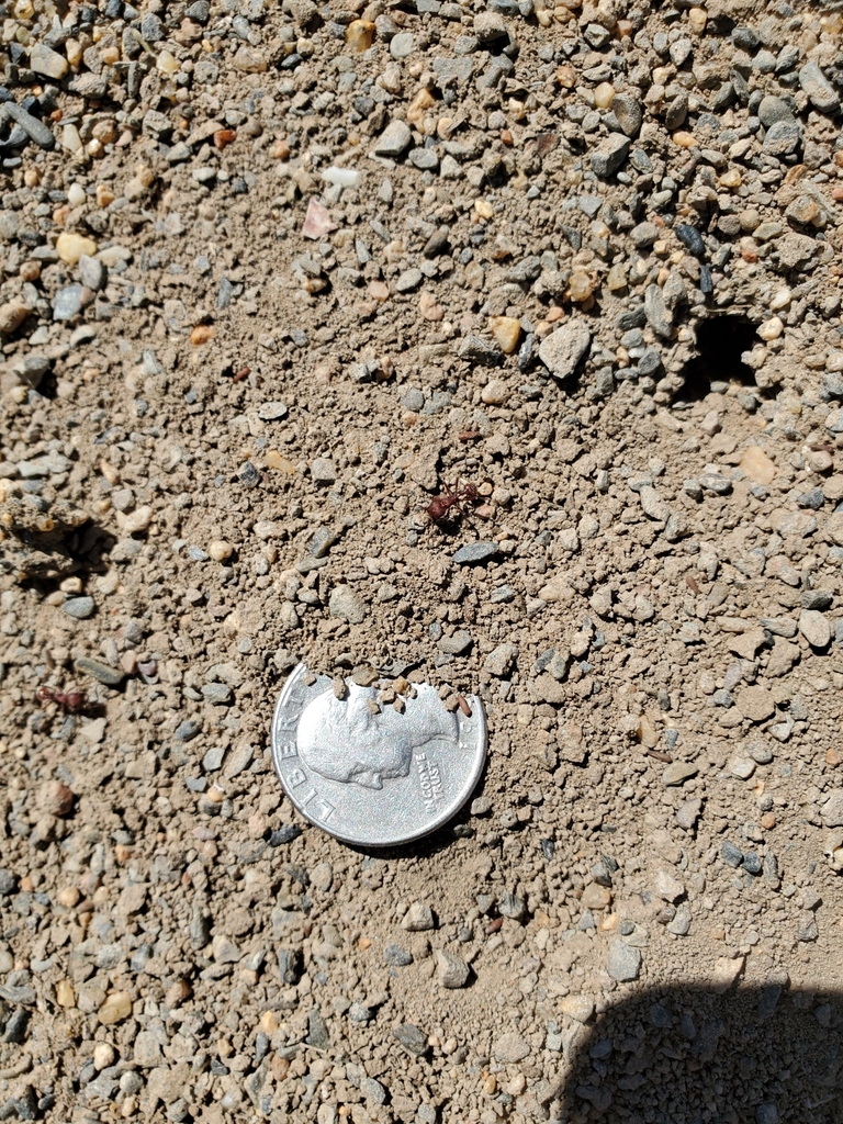 Western Harvester Ant from Orovada, NV 89425, USA on April 11, 2021 at ...