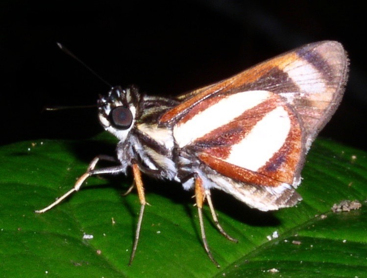 Propertius propertius (Panamã Guaçu I) · iNaturalist