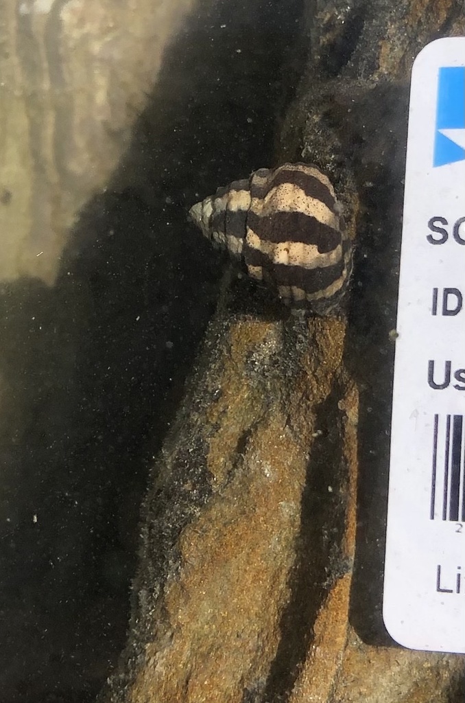 Zebra Top Snail from Gatakers Bay, QLD, AU on April 11, 2021 at 11:25 ...