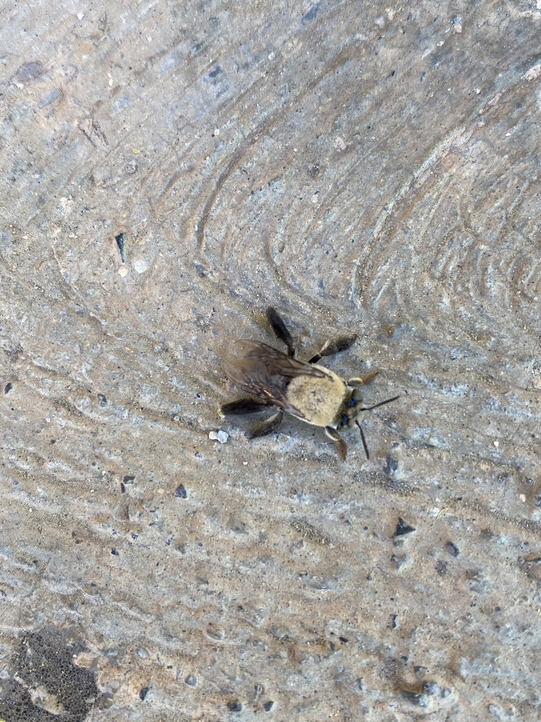 Shining Oil-digger Bee from Carretera Santa Rita del Rucio - San ...