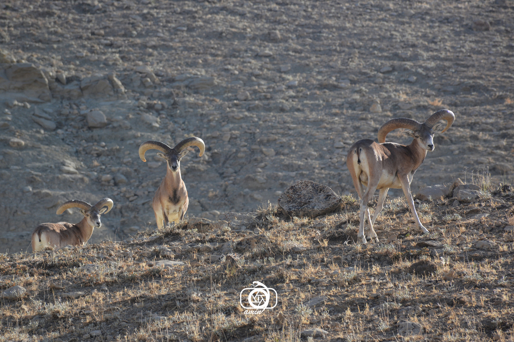 Anatolian Mouflon (Ovis gmelinii gmelinii) - Know Your Mammals