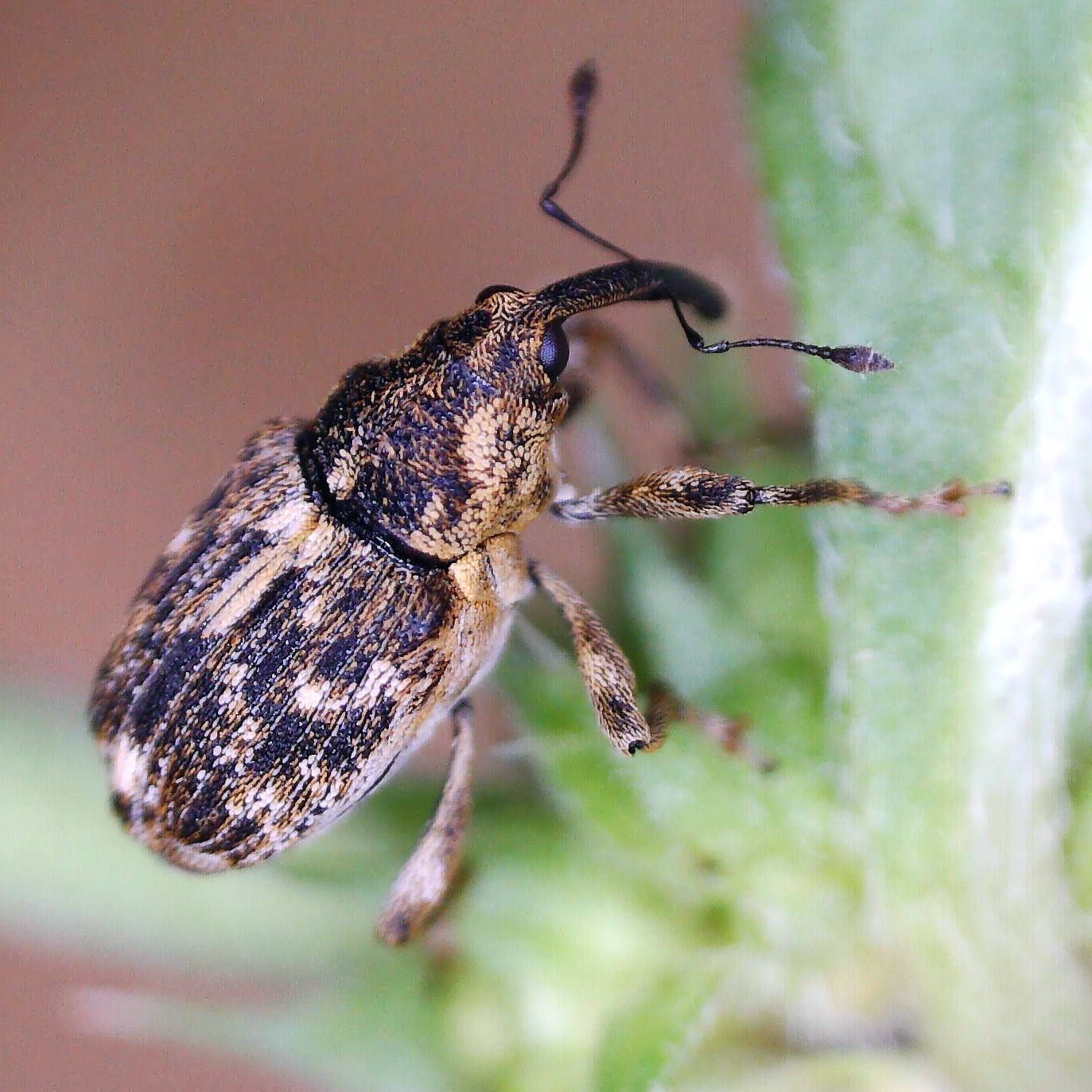 Datonychus H.Wagner, 1944