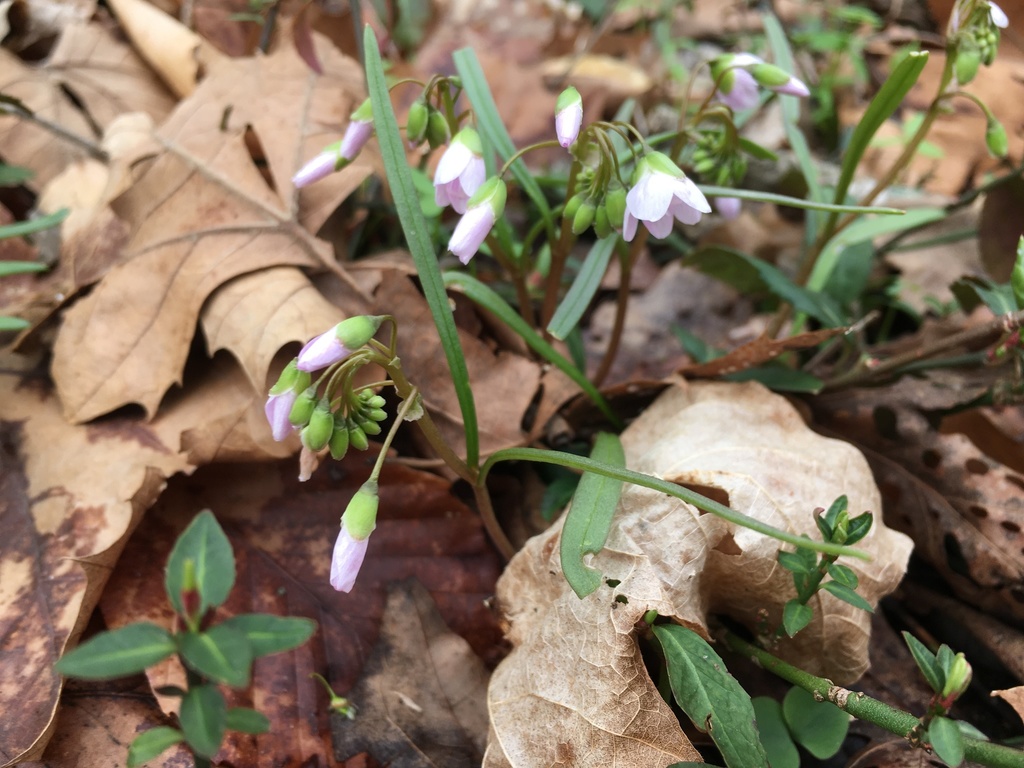 Virginia spring beauty from Winton Woods, Greenhills, OH, US on March ...