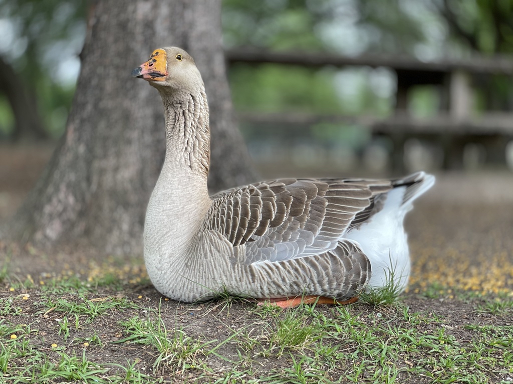 Grey Geese from Hermann Park Conservancy, Houston, TX, US on April 13 ...