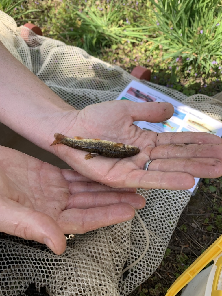 Central Stoneroller from Young Harris College, Young Harris, GA, US on ...