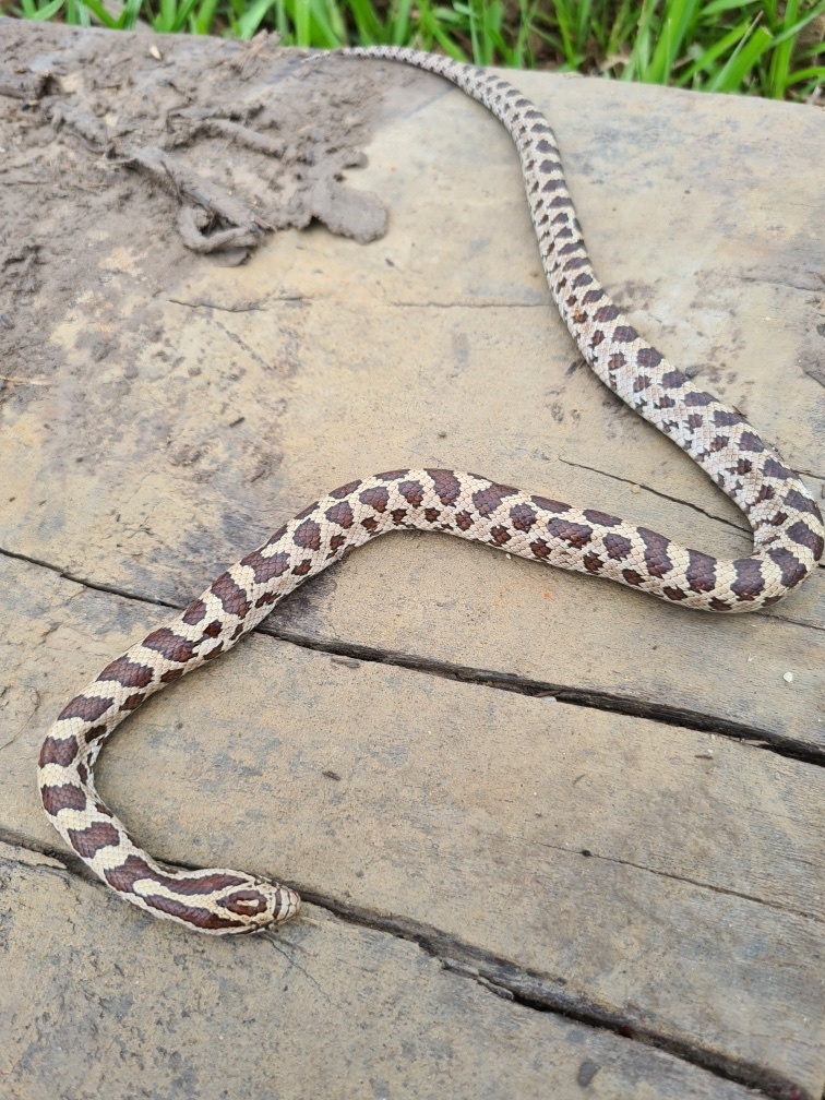 Prairie Kingsnake from Alvin, TX, US on April 14, 2021 at 10:14 AM by ...