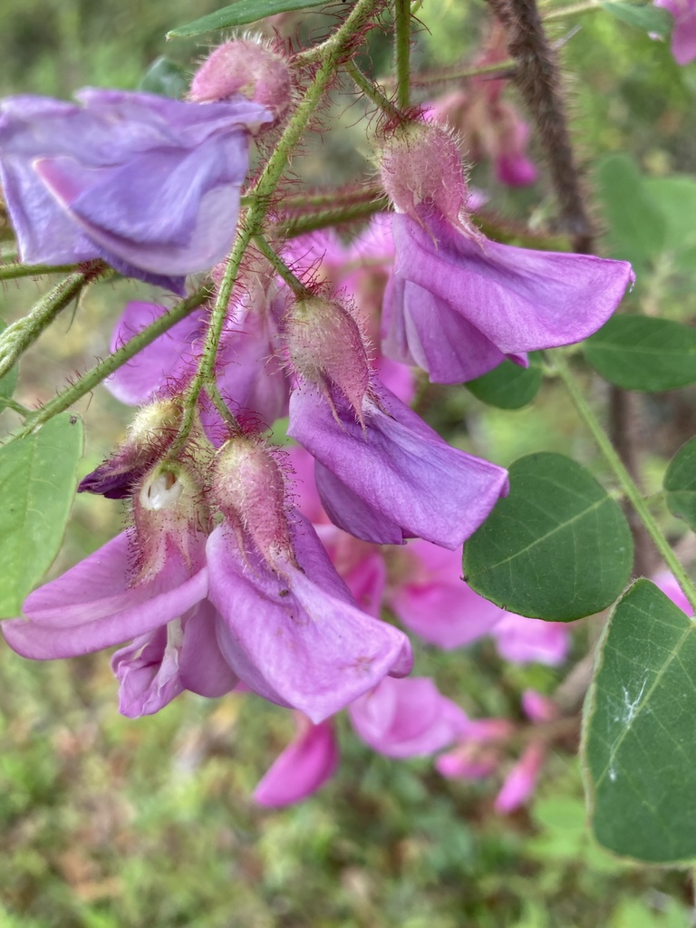 Bristly locust from Big Lagoon State Park, Pensacola, FL, US on April ...