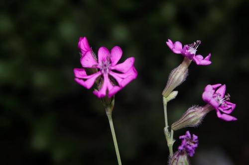 Complex Silene colorata · iNaturalist United Kingdom