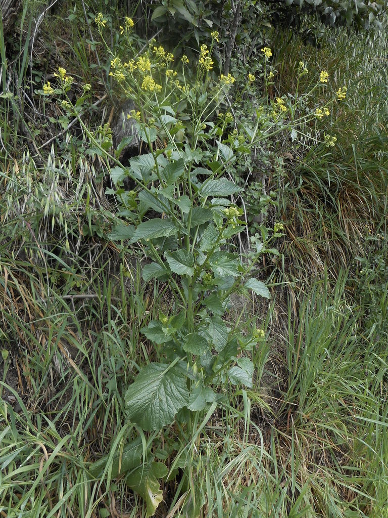 Sinapis from Città Metropolitana di Bologna, Italia on April 14, 2021 ...